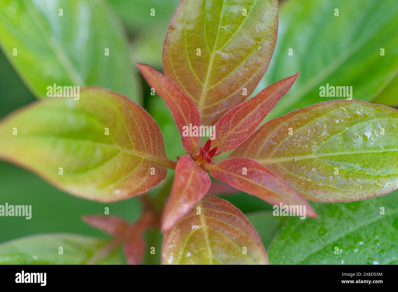 Closeup of the green and red leaves of Hamelia patens, or Hummingbird ...