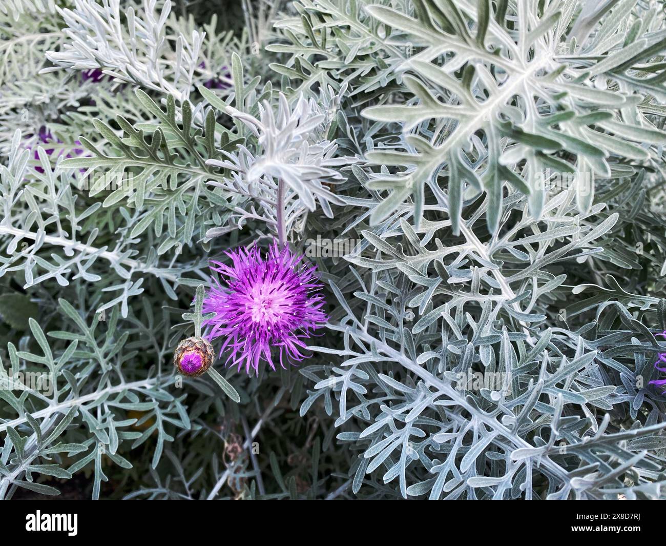 Centaury of capraia hi-res stock photography and images - Alamy
