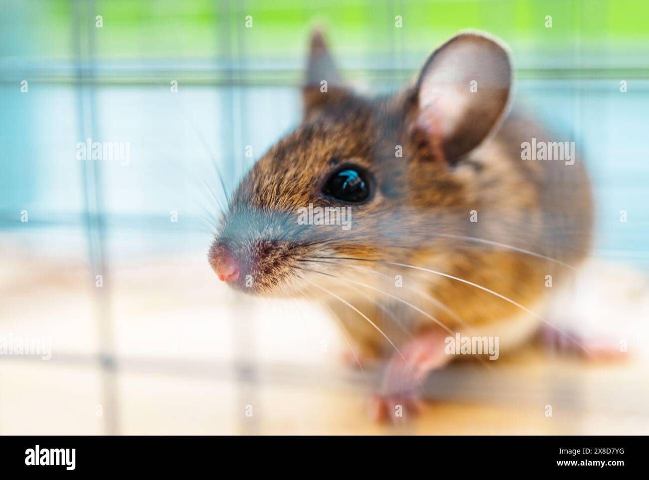 A brown mouse is perched inside a cage, looking around with curiosity ...