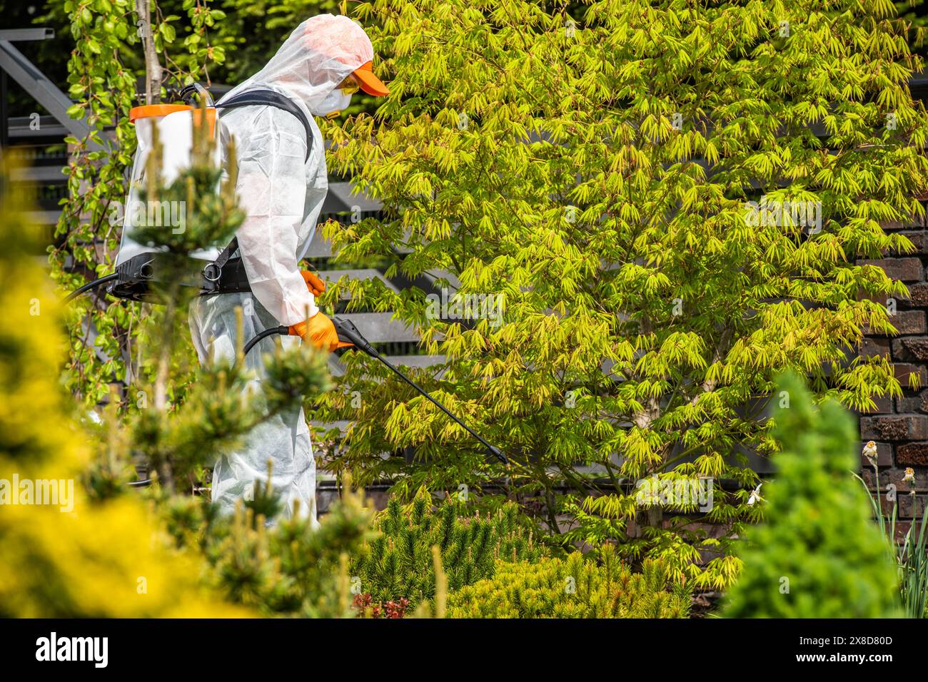 A man wearing a protective suit is spraying pesticide on a tree to ...