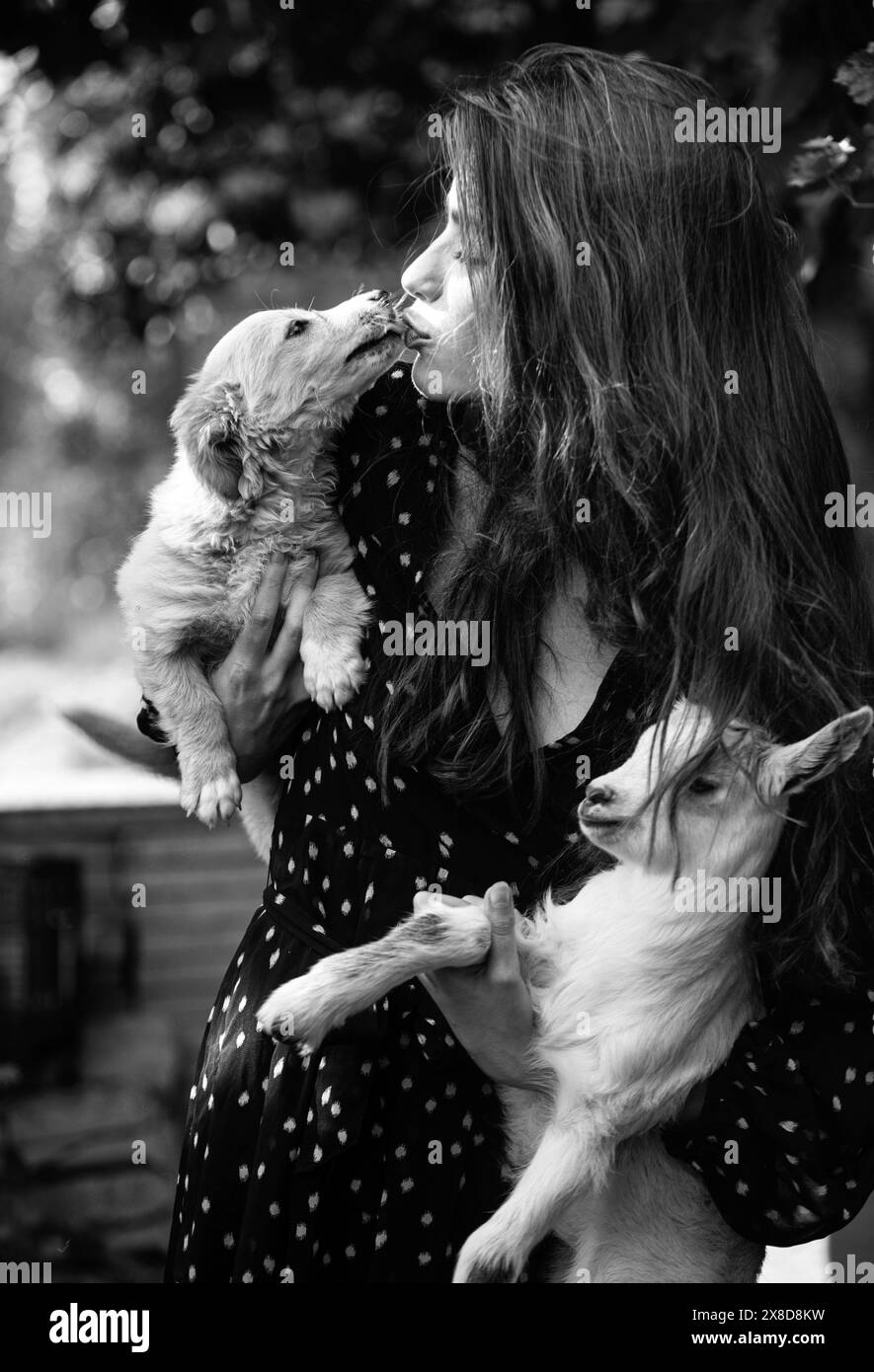 Friendship with animal. Countryside village animals. Goat milk. Lamb ...