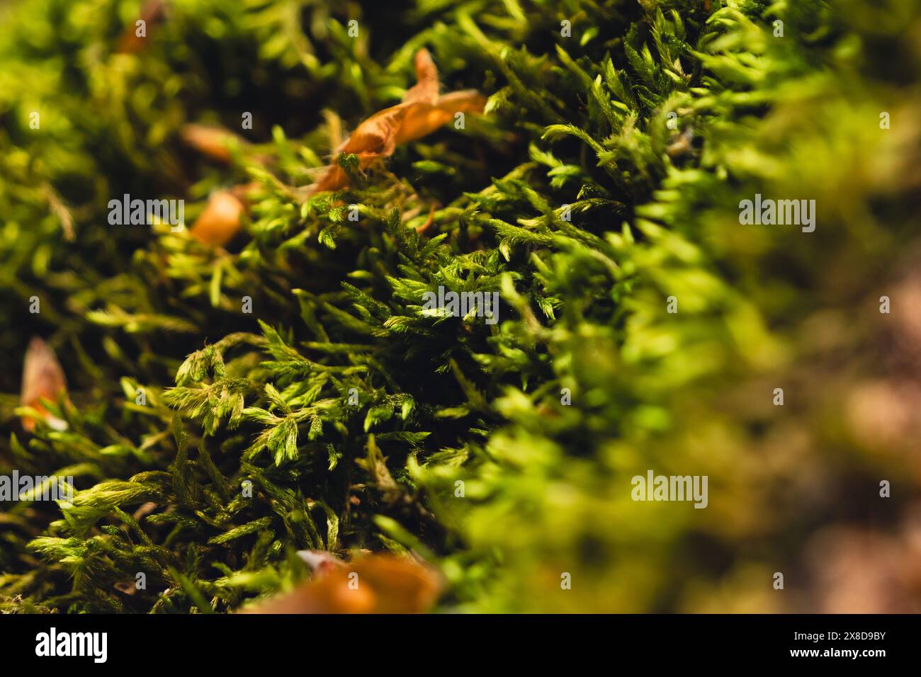 Close-up view of vibrant green moss, showcasing its macro texture and ...