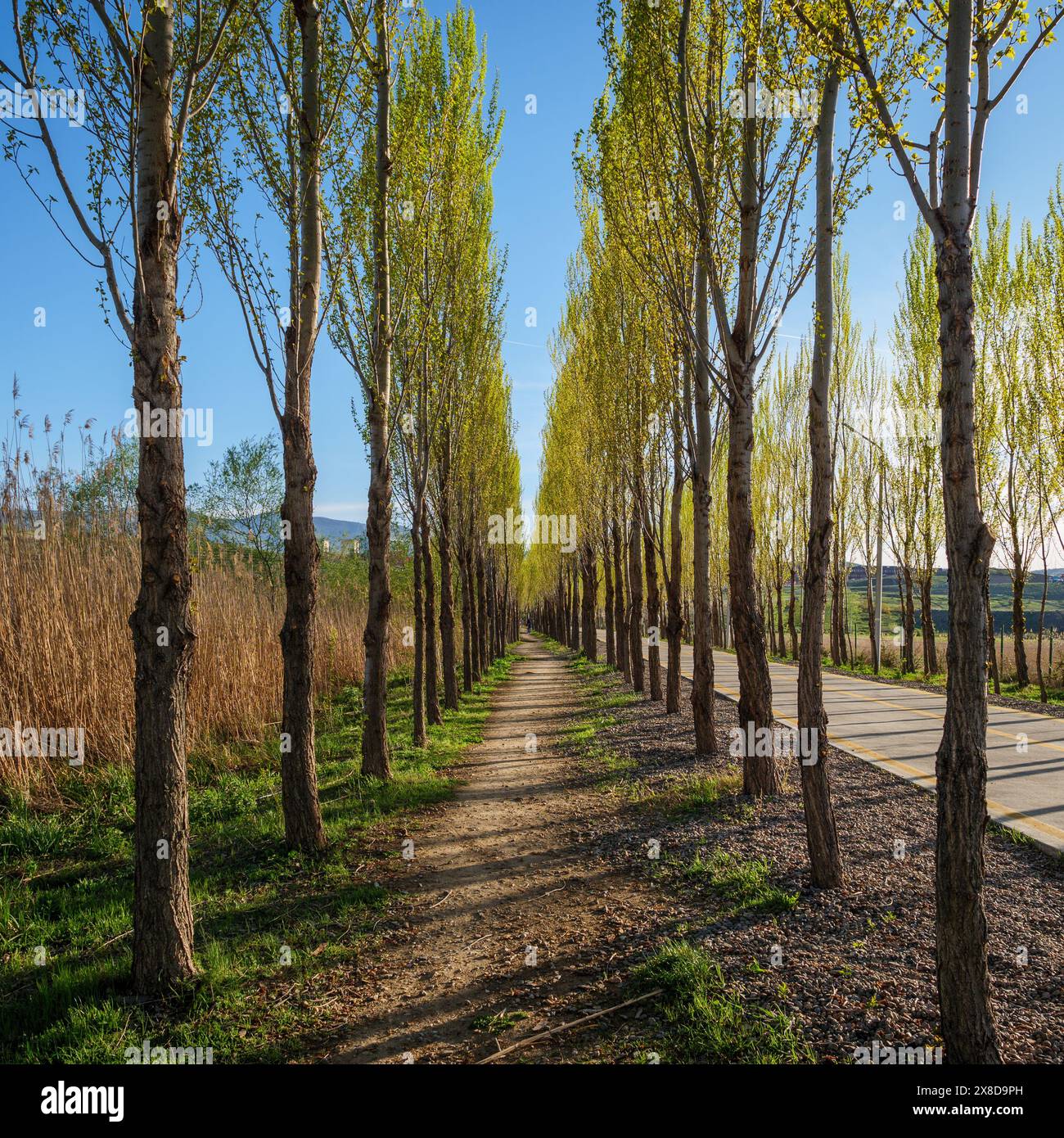 Tree lined pathway flanked hi-res stock photography and images - Alamy