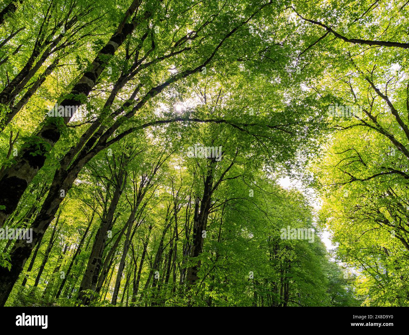 The suns rays penetrate the dense green canopy of tall trees in a ...