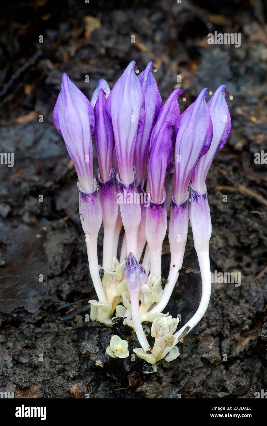Underground leaves and flowers of the purple toothwort (Lathraea ...