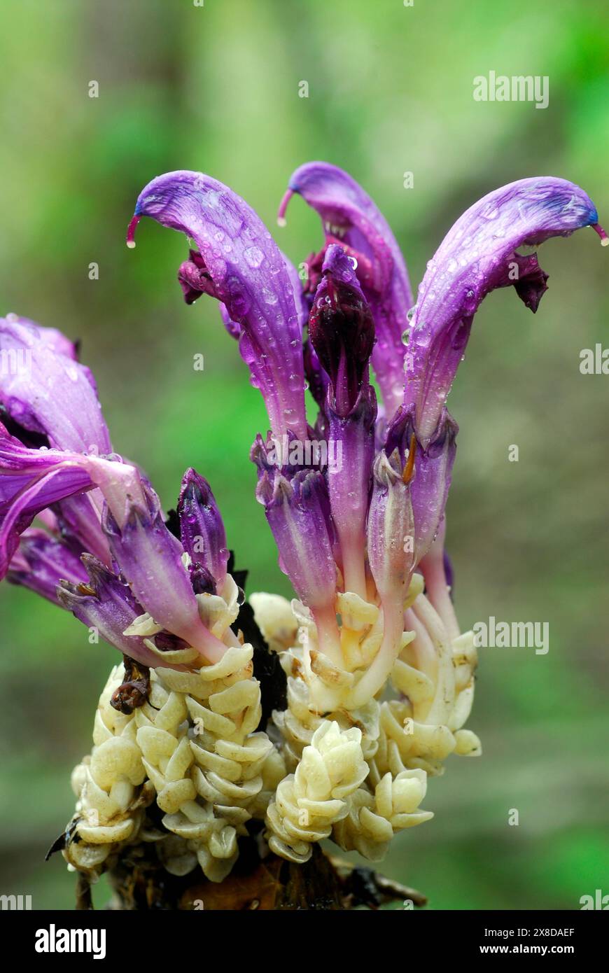 Underground leaves and flowers of the purple toothwort (Lathraea ...