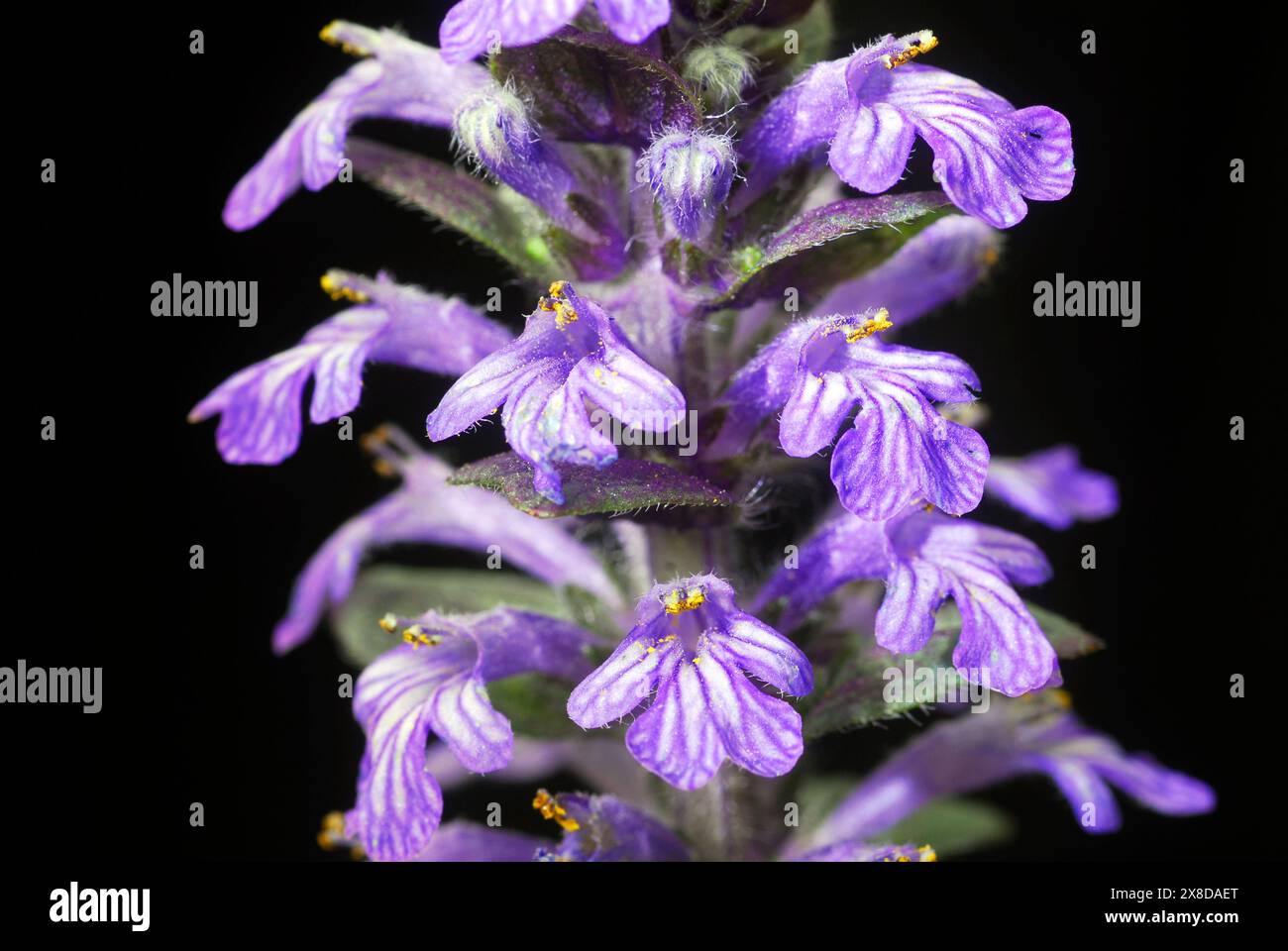 Bugle flowers hi-res stock photography and images - Alamy