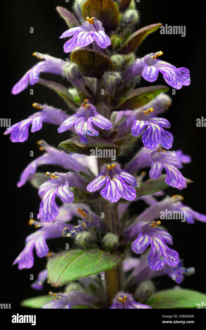 Bugle flowers hi-res stock photography and images - Alamy