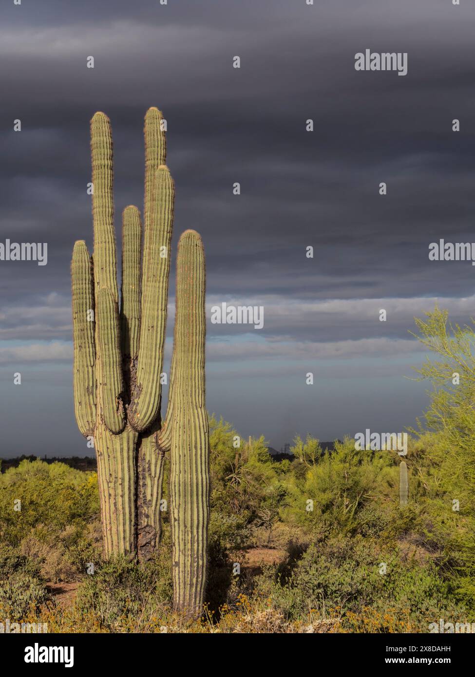 Morning storm clouds, Saguaro cactus, Lost Dutchman State Park, Apache ...