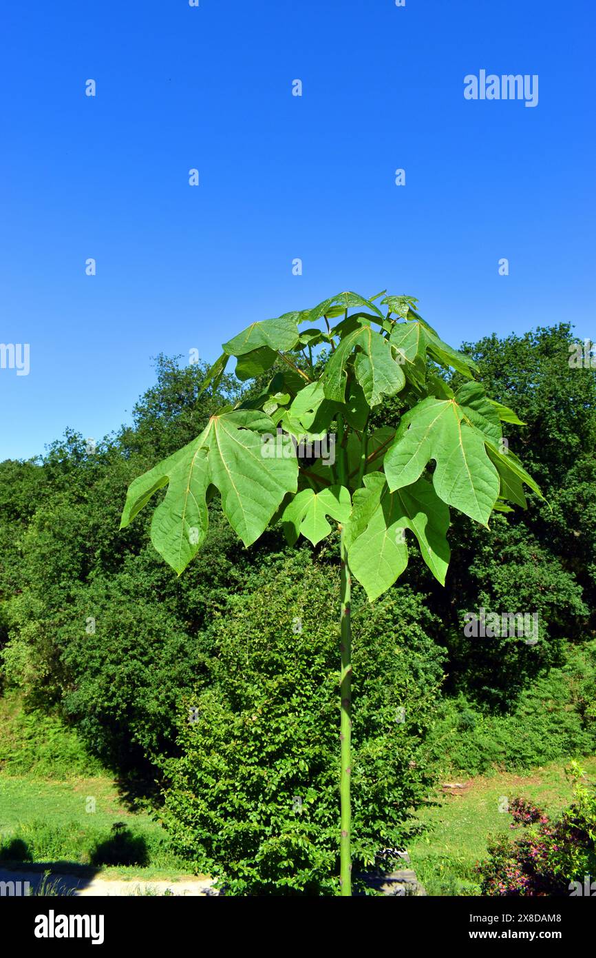 Young specimen of the Chinese parasol tree (Firmiana simplex) in a park ...