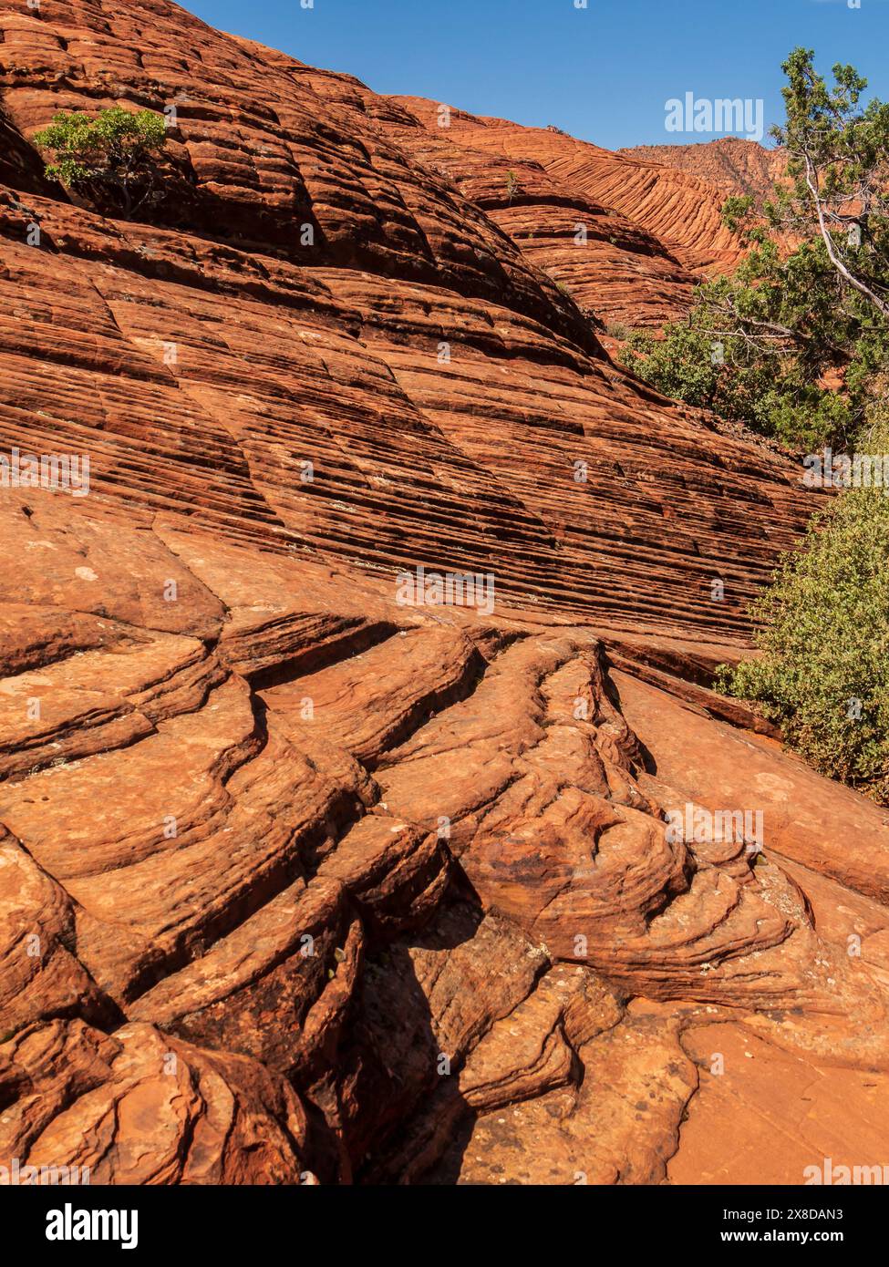 Cross-bedded Navajo sandstone, Petrified Sand Dunes, Snow Canyon State ...