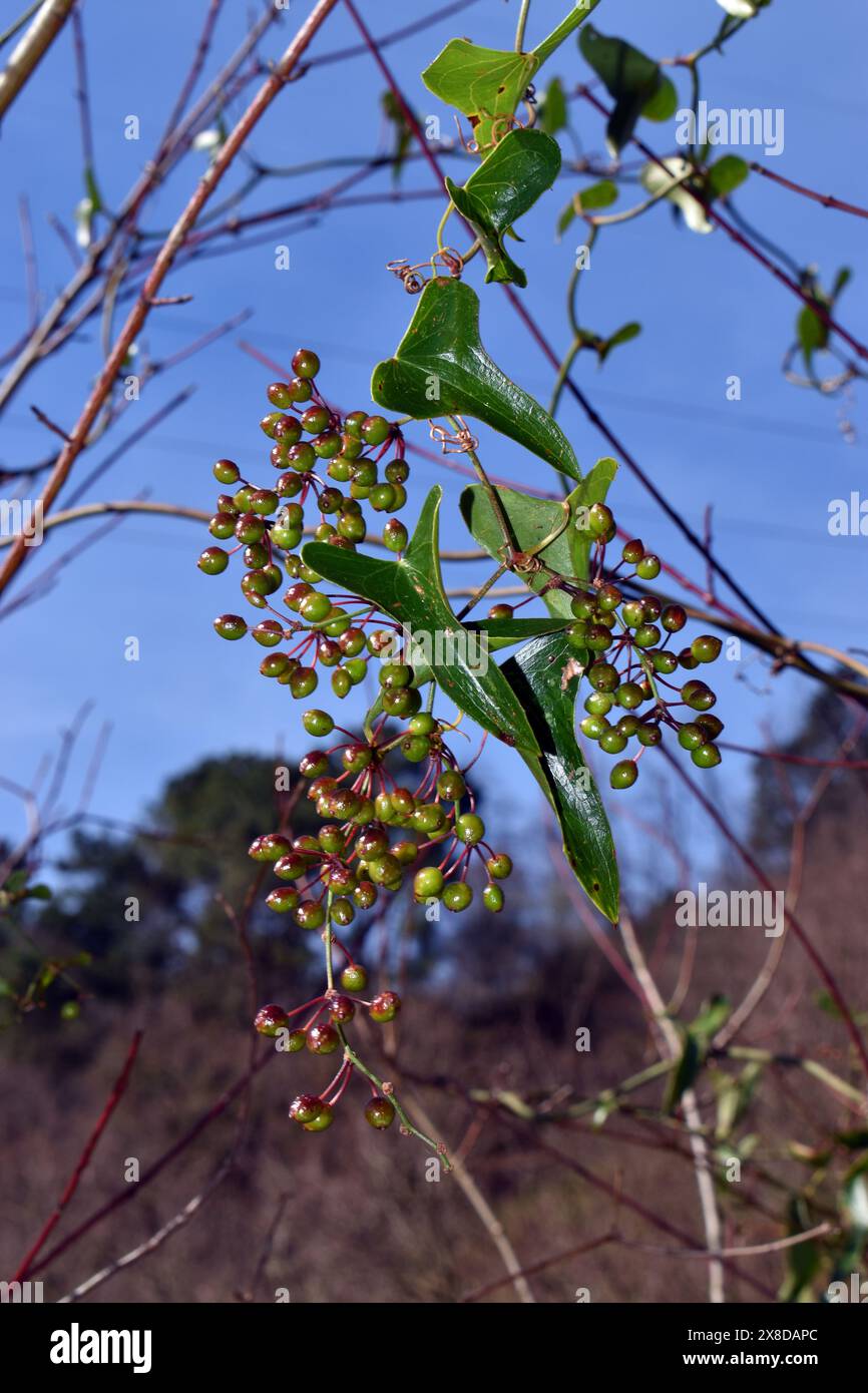Leaves and fruits of the common smilax (Smilax aspera) hanging from a ...