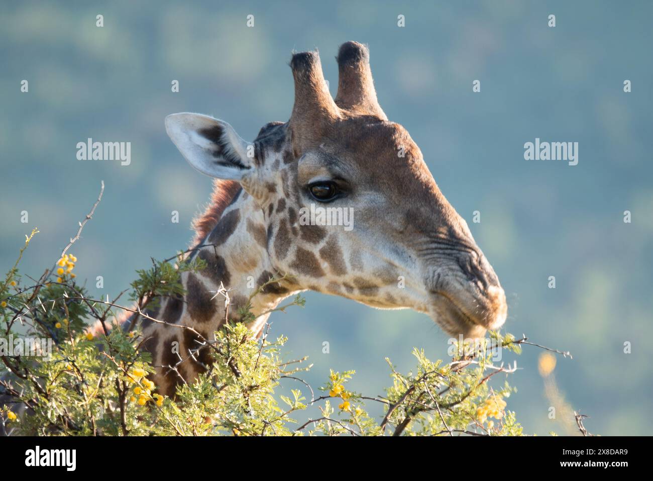 A Cape Giraffe, Giraffa giraffa, in the Pilanesberg National Park in ...