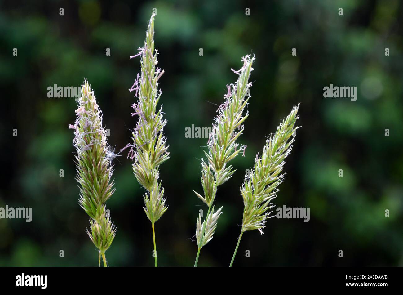 Pollen allergy: grasses (family Poaceae or Gramineae) in flower with ...