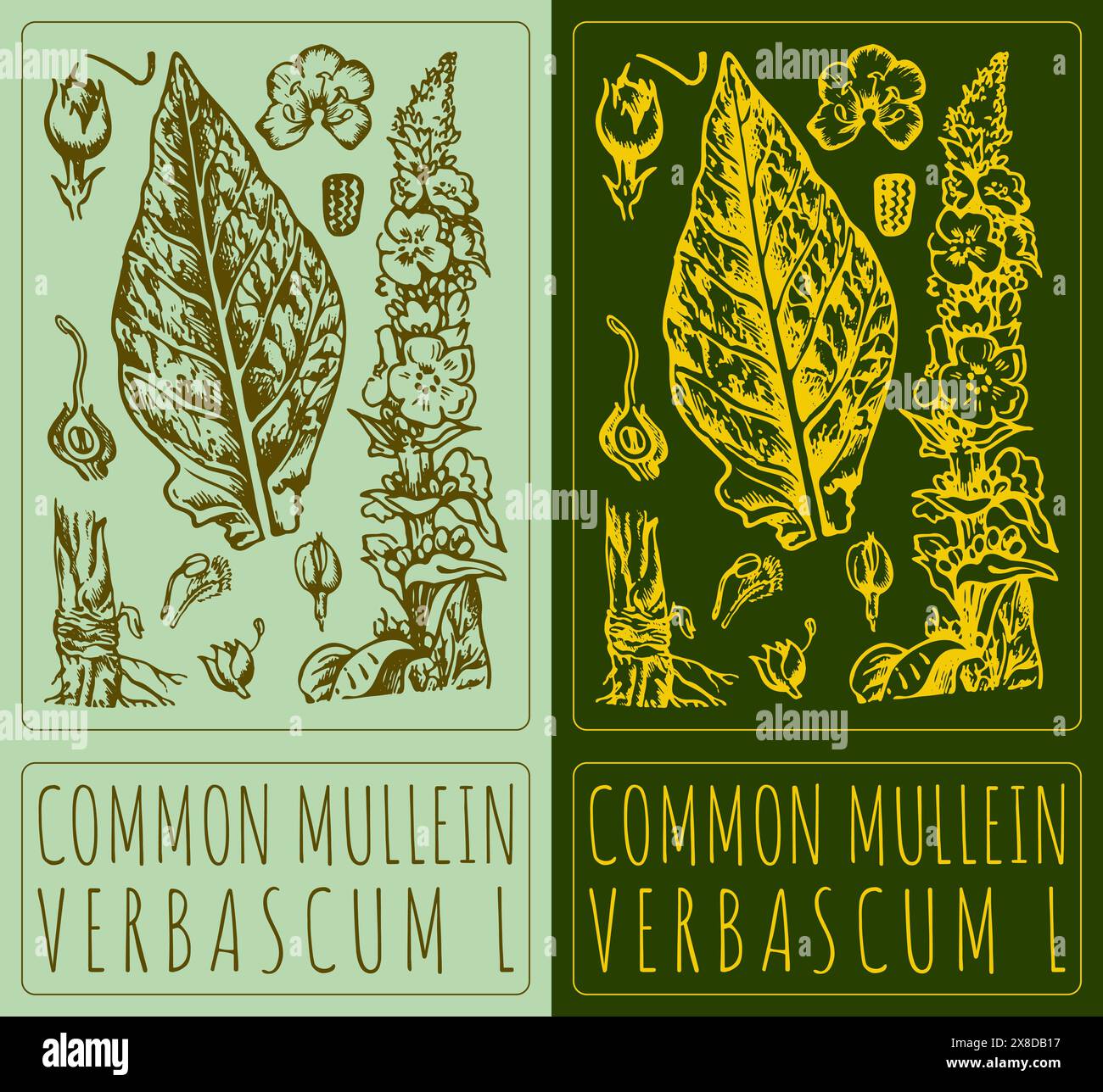 Vector drawing COMMON MULLEIN . Hand drawn illustration. The Latin name ...