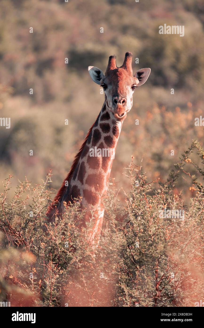 A Cape Giraffe, Giraffa giraffa, in the Pilanesberg National Park in ...