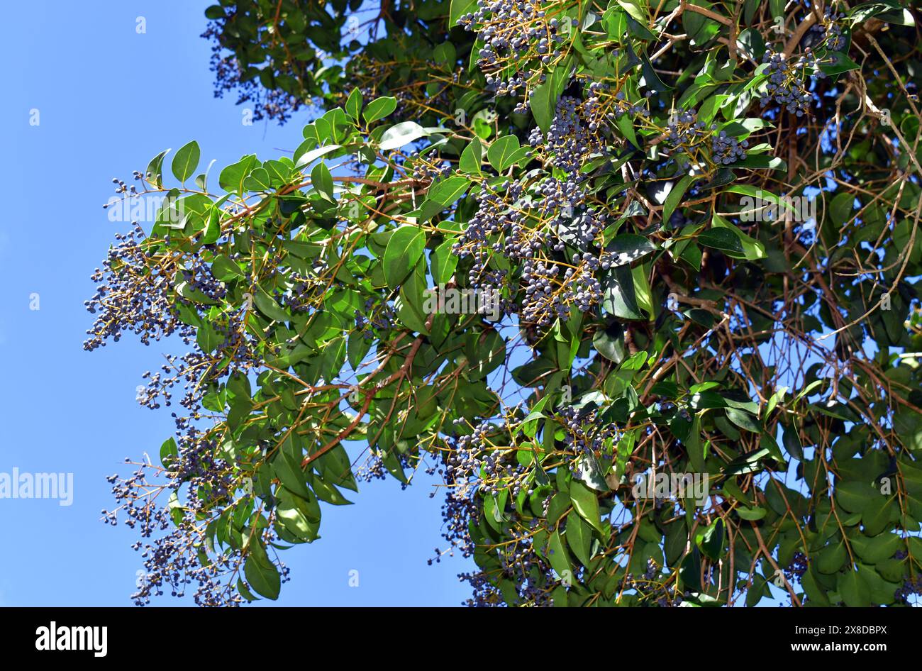 Fruits of the broad-leaf privet (Ligustrum lucidum) on a branch Stock ...