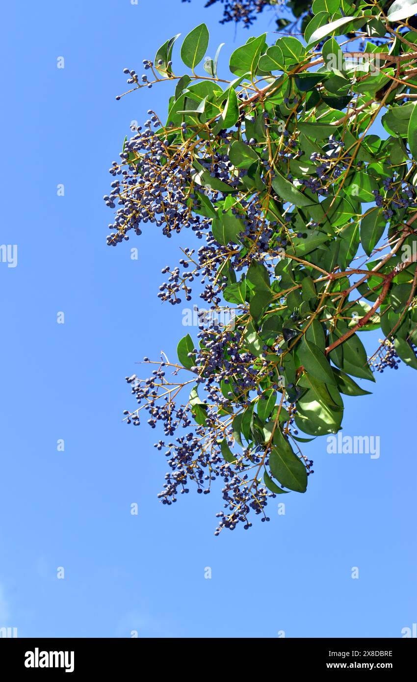 Fruits of the broad-leaf privet (Ligustrum lucidum) on a branch Stock ...
