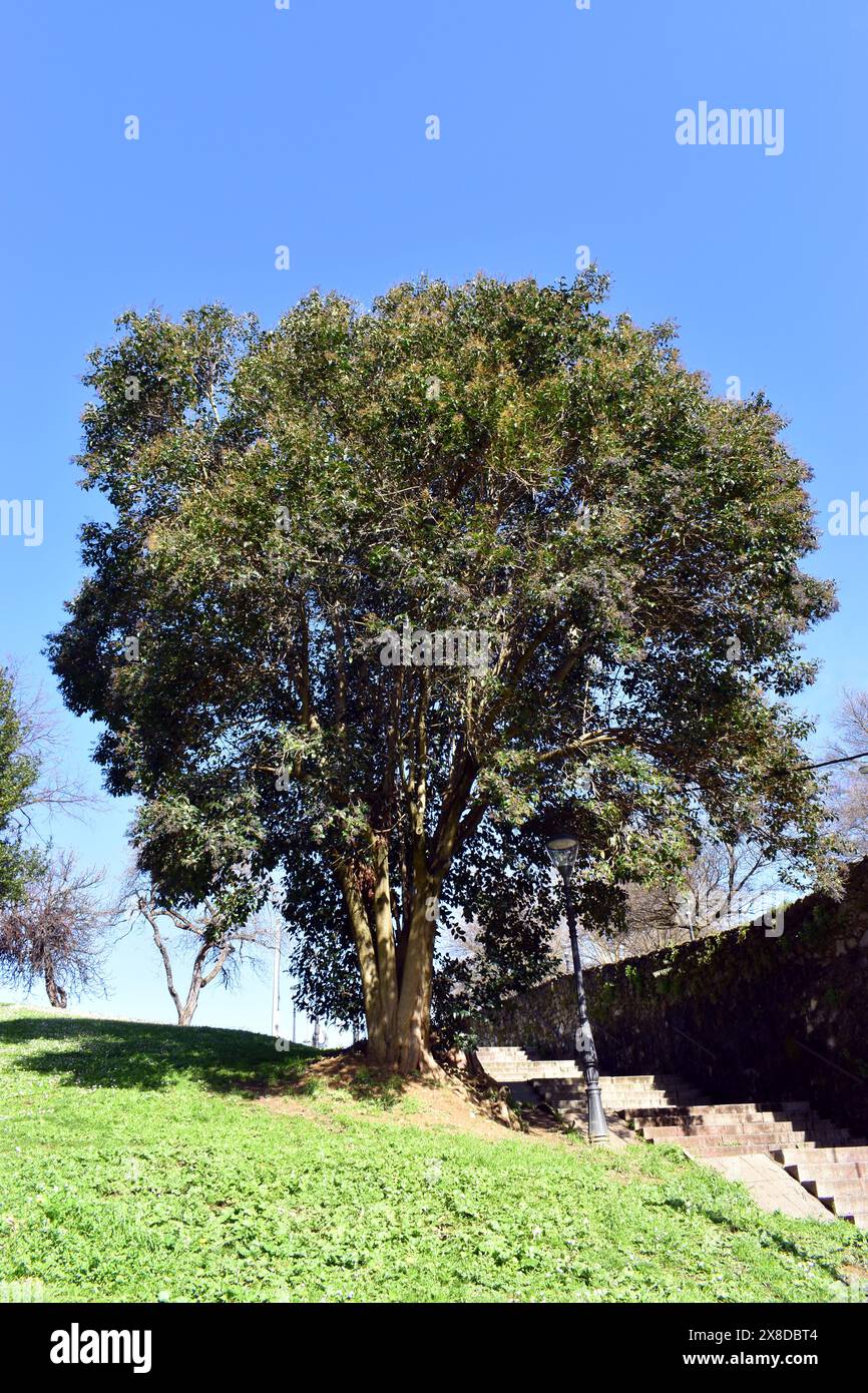 Privet tree hi-res stock photography and images - Alamy