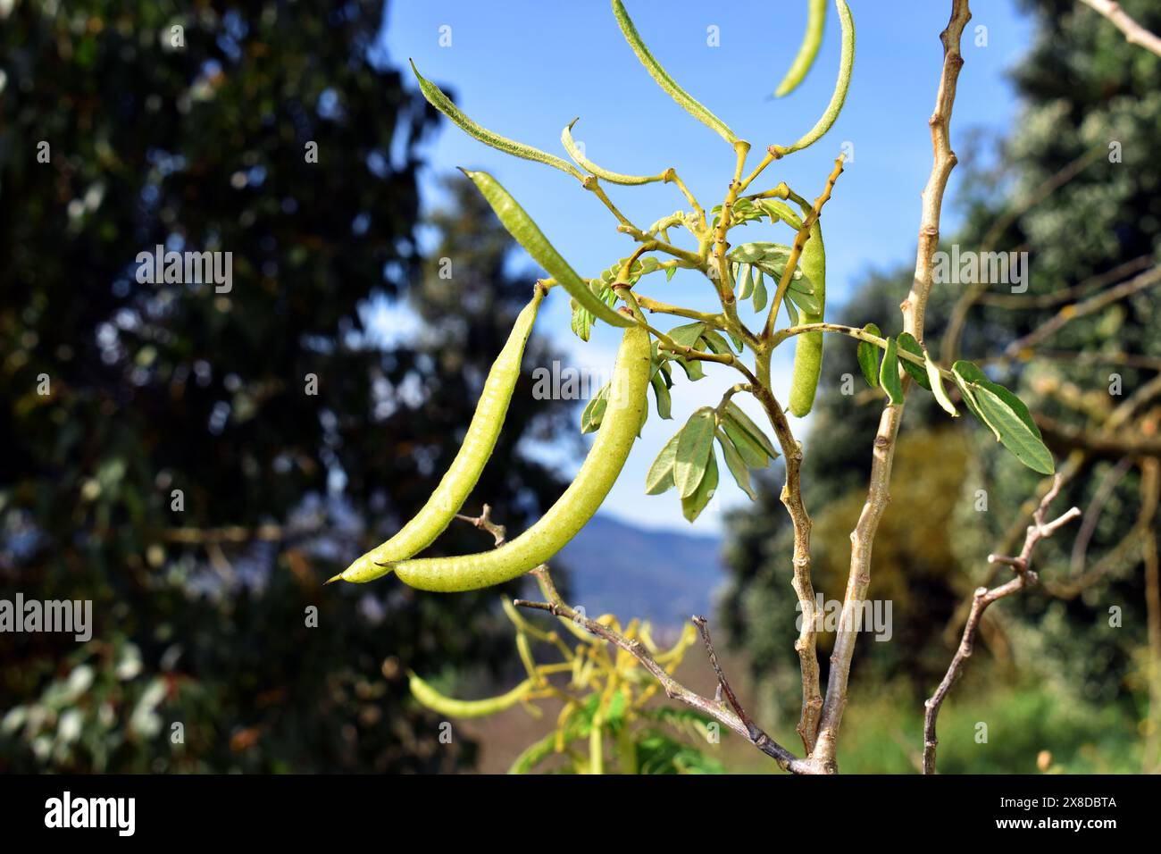 Fruits of the glandular senna (Senna multiglandulosa Stock Photo - Alamy