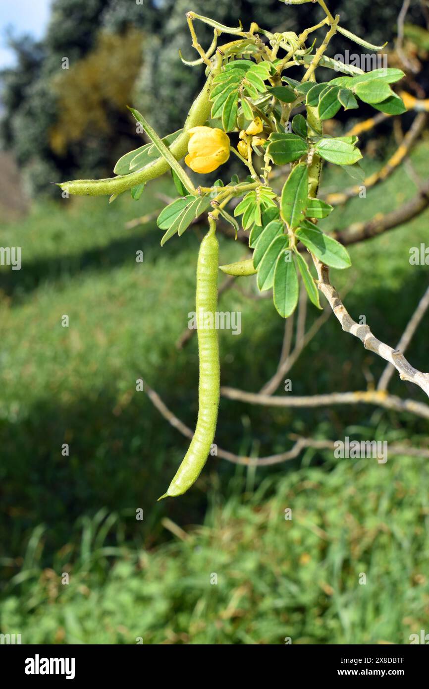 Fruits of the glandular senna (Senna multiglandulosa Stock Photo - Alamy