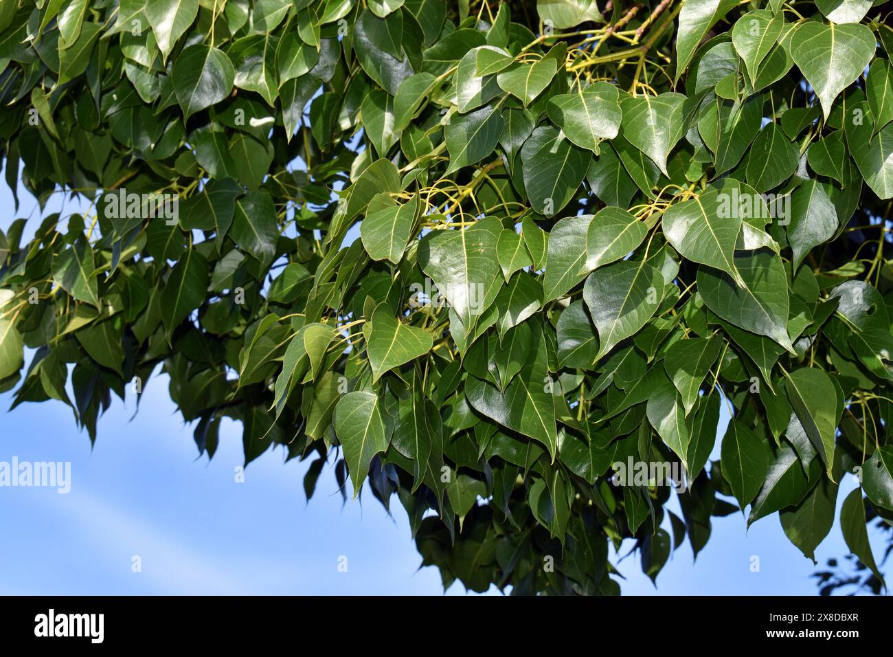 Detail of the leaves of the kurrajong (Brachychiton populneus), a tree ...