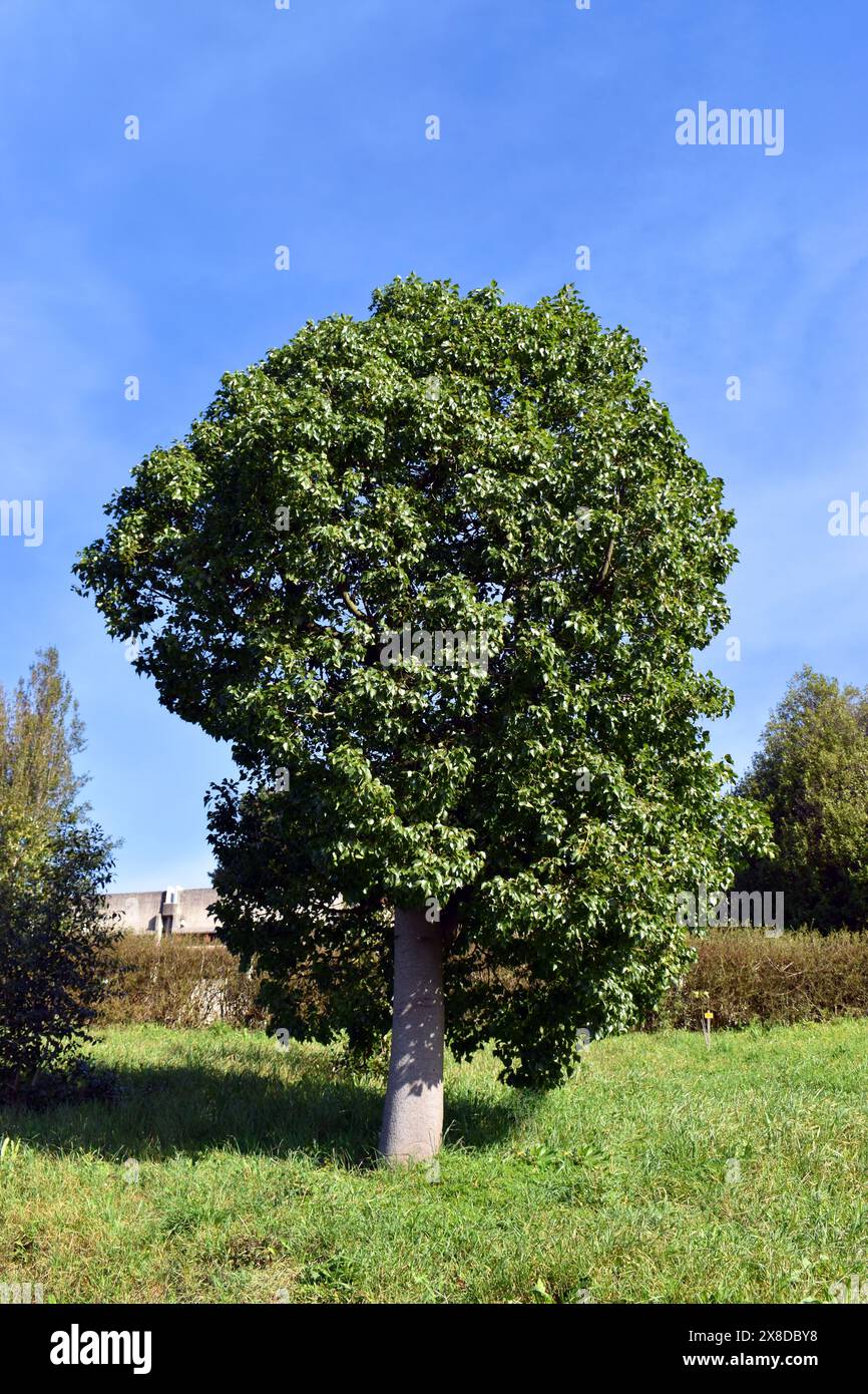 The kurrajong (Brachychiton populneus), a natural tree from Australia ...
