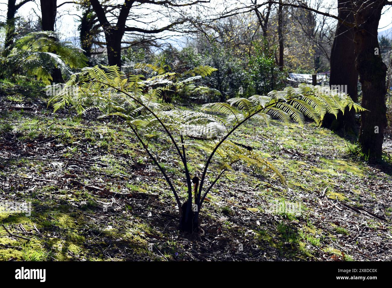 Cyathea excelsa hi-res stock photography and images - Alamy