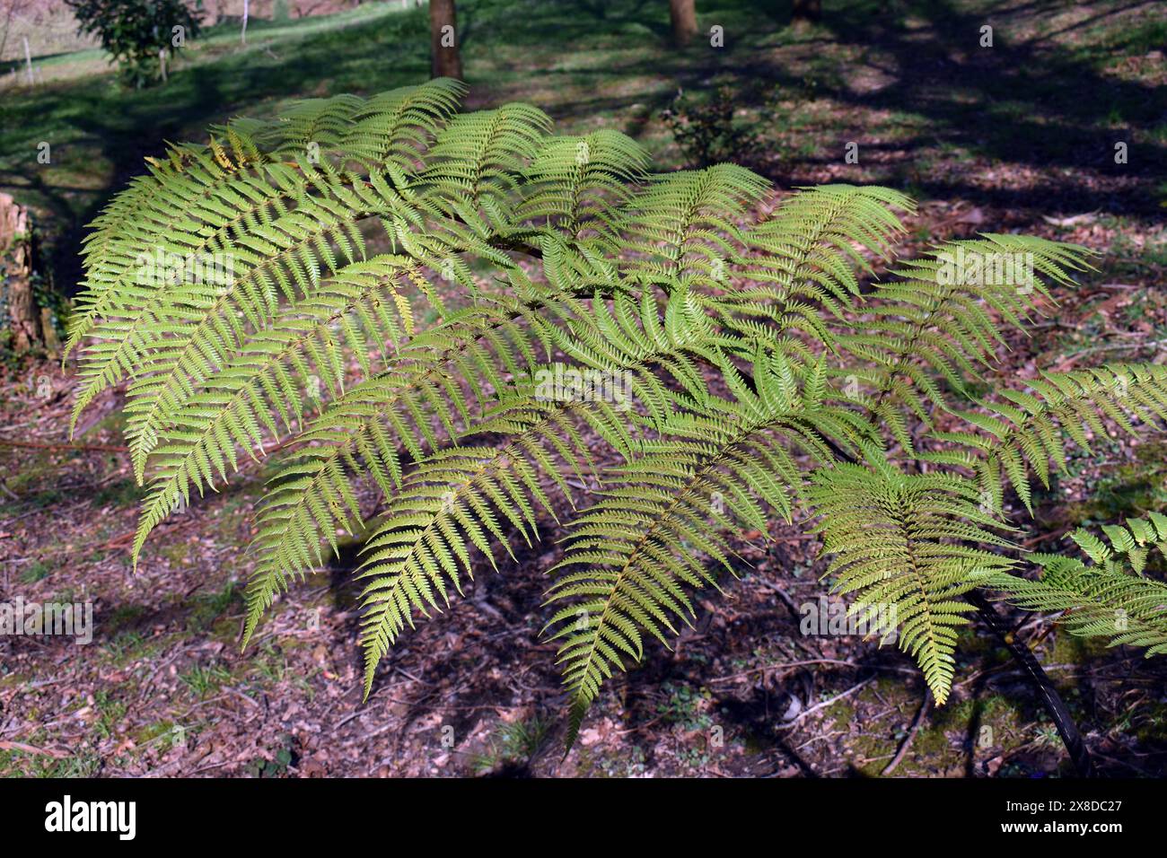 Cyathea excelsa hi-res stock photography and images - Alamy