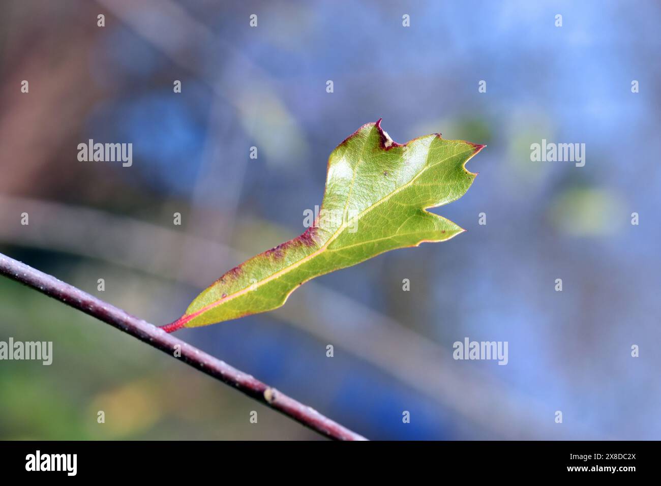Detail of the leaves of the water oak (Quercus nigra), a native tree of ...