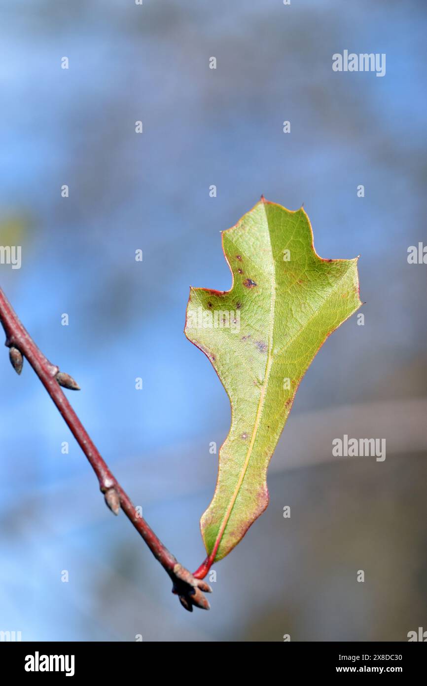 Detail of the leaves of the water oak (Quercus nigra), a native tree of ...