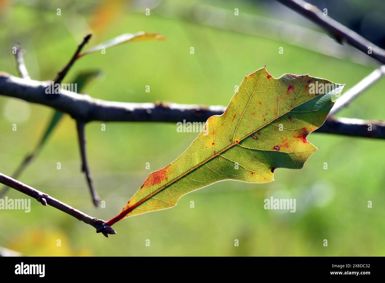 Detail of the leaves of the water oak (Quercus nigra), a native tree of ...