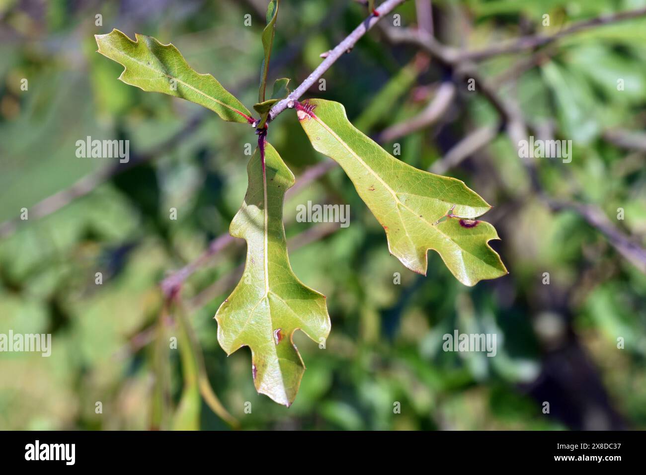 Detail of the leaves of the water oak (Quercus nigra), a native tree of ...