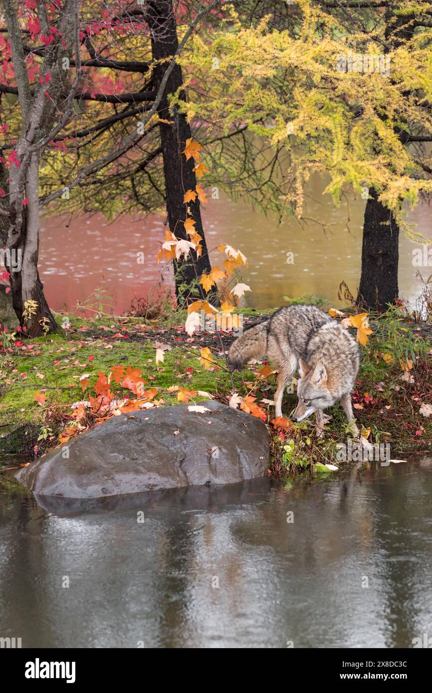 Coyote (Canis latrans) Nose Down by Island Rock Autumn - captive animal ...