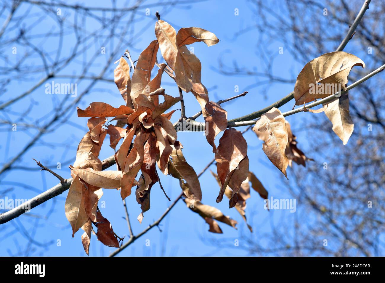 Marcescent leaves of the shingle oak (Quercus imbricaria), a tree ...