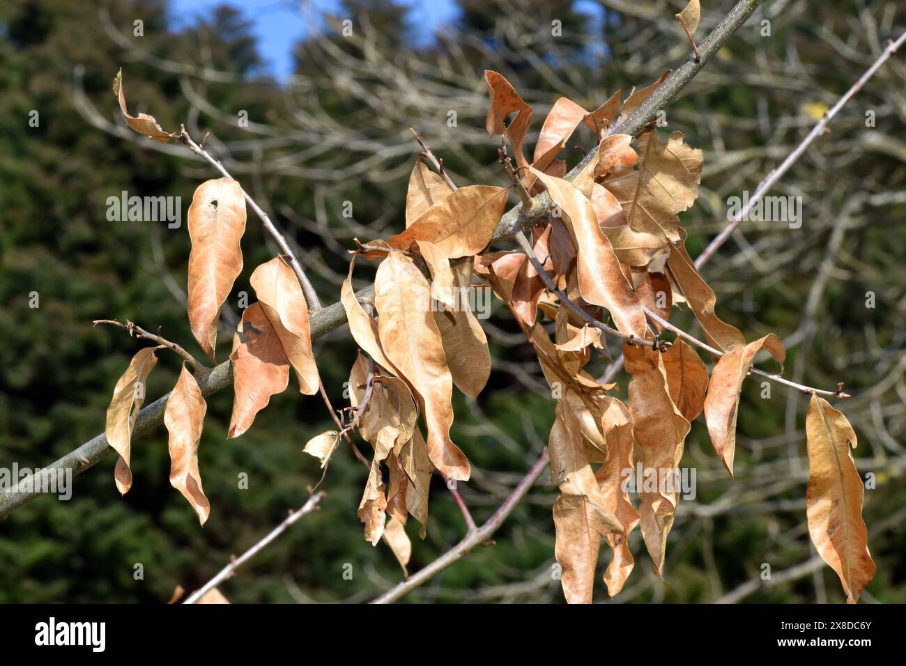 Marcescent leaves of the shingle oak (Quercus imbricaria), a tree ...