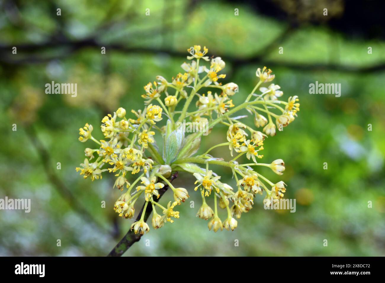 Flowers of the sassafras tree (Sassafras albidum), a species native to ...