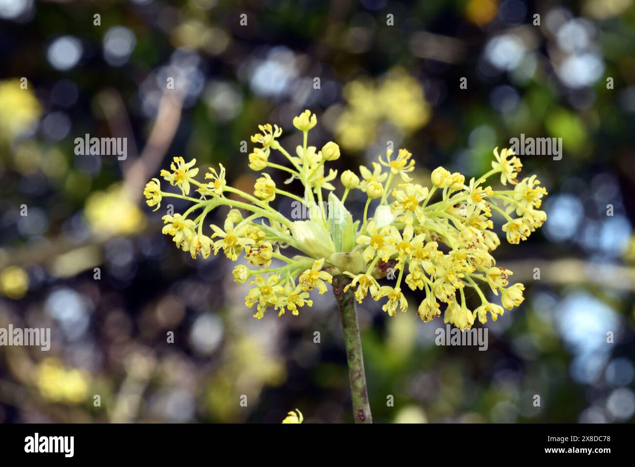 Flowers of the sassafras tree (Sassafras albidum), a species native to ...