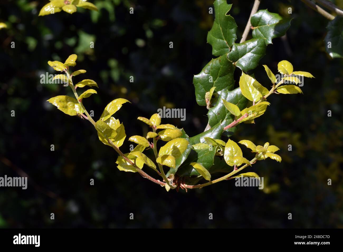 New leaves of the California live oak (Quercus agrifolia), a tree ...