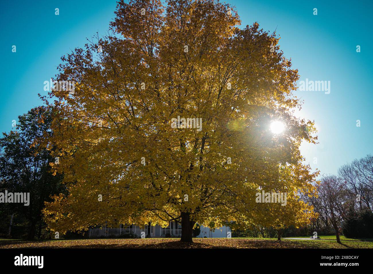 Gold vibe hi-res stock photography and images - Alamy