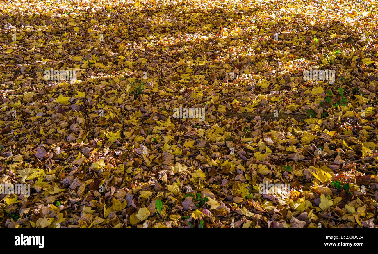 Natures vibrant colors hi-res stock photography and images - Alamy