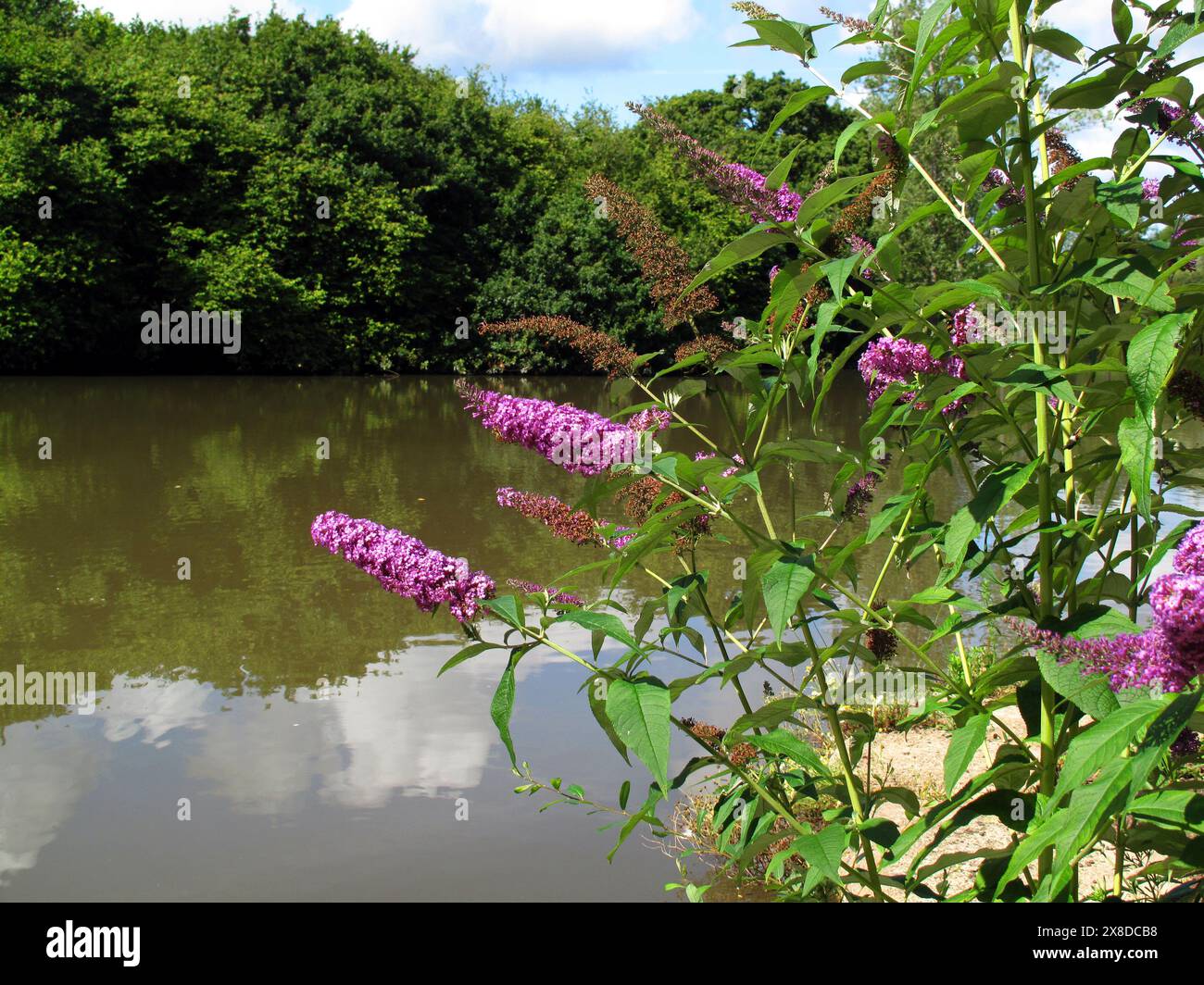 Flowers of the invasive plant summer lilac (Buddleja davidii), a ...