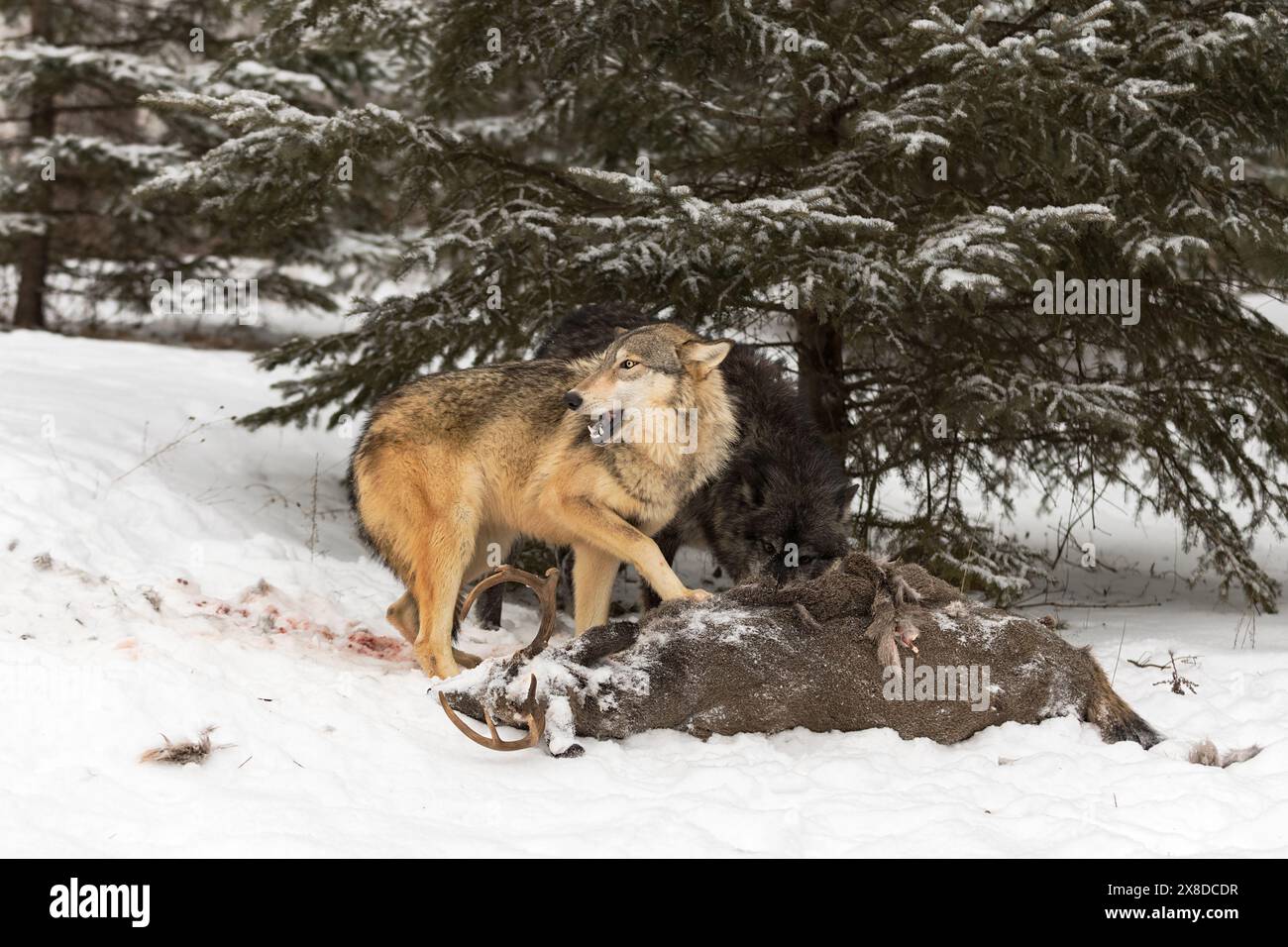 Grey Wolf (Canis lupus) Turns Left Deer Meat in Mouth Paw on Carcass ...