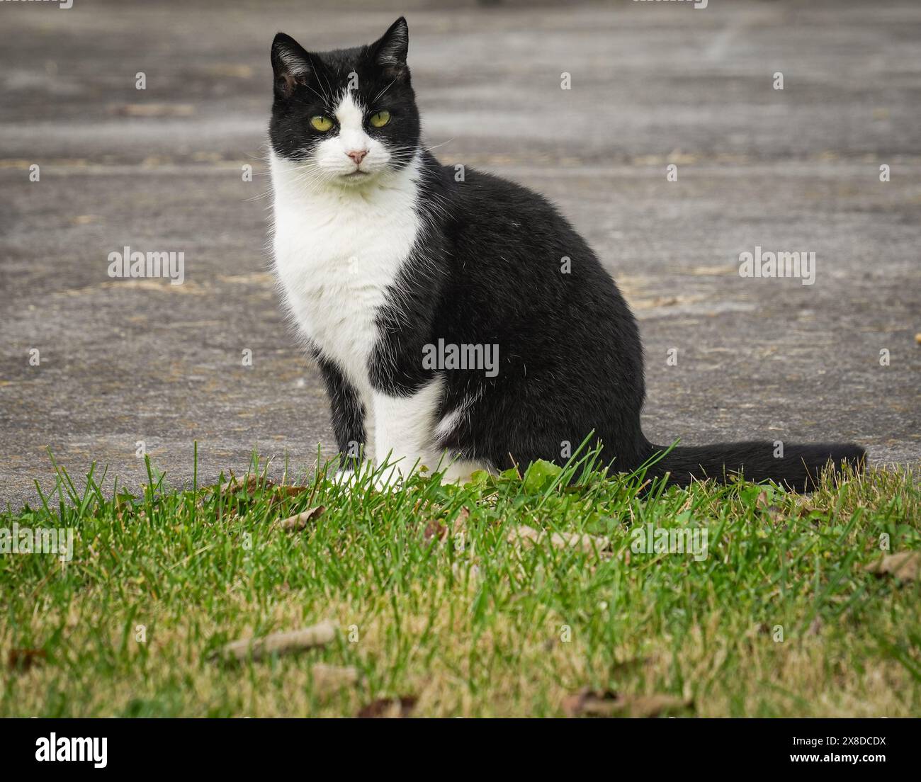 Cat thinking not illustration hi-res stock photography and images - Alamy