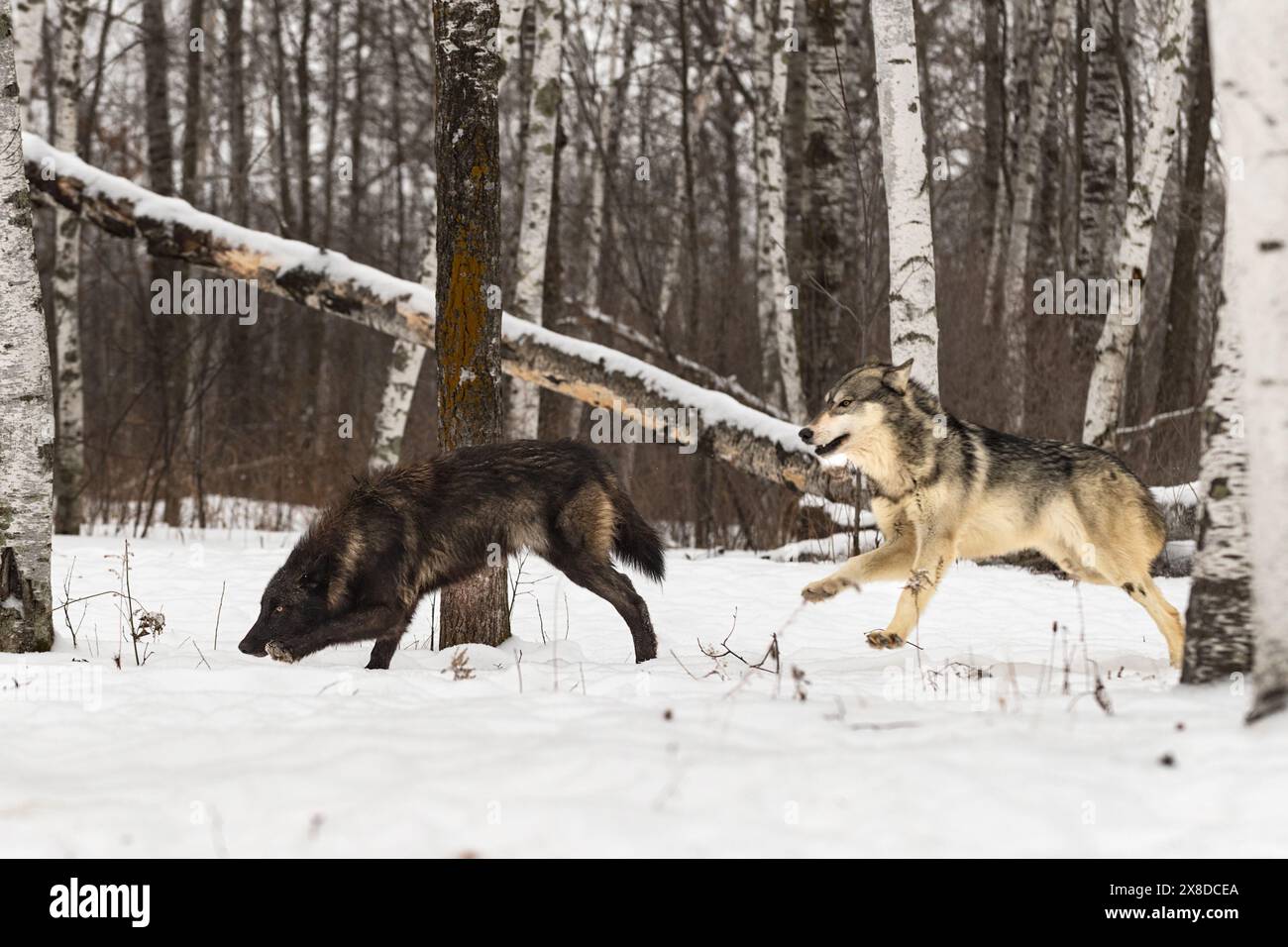 Grey Wolves (Canis lupus) Run Left Between Trees in Forest - captive ...