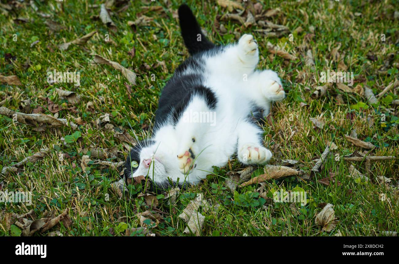 Happy fur hi-res stock photography and images - Alamy