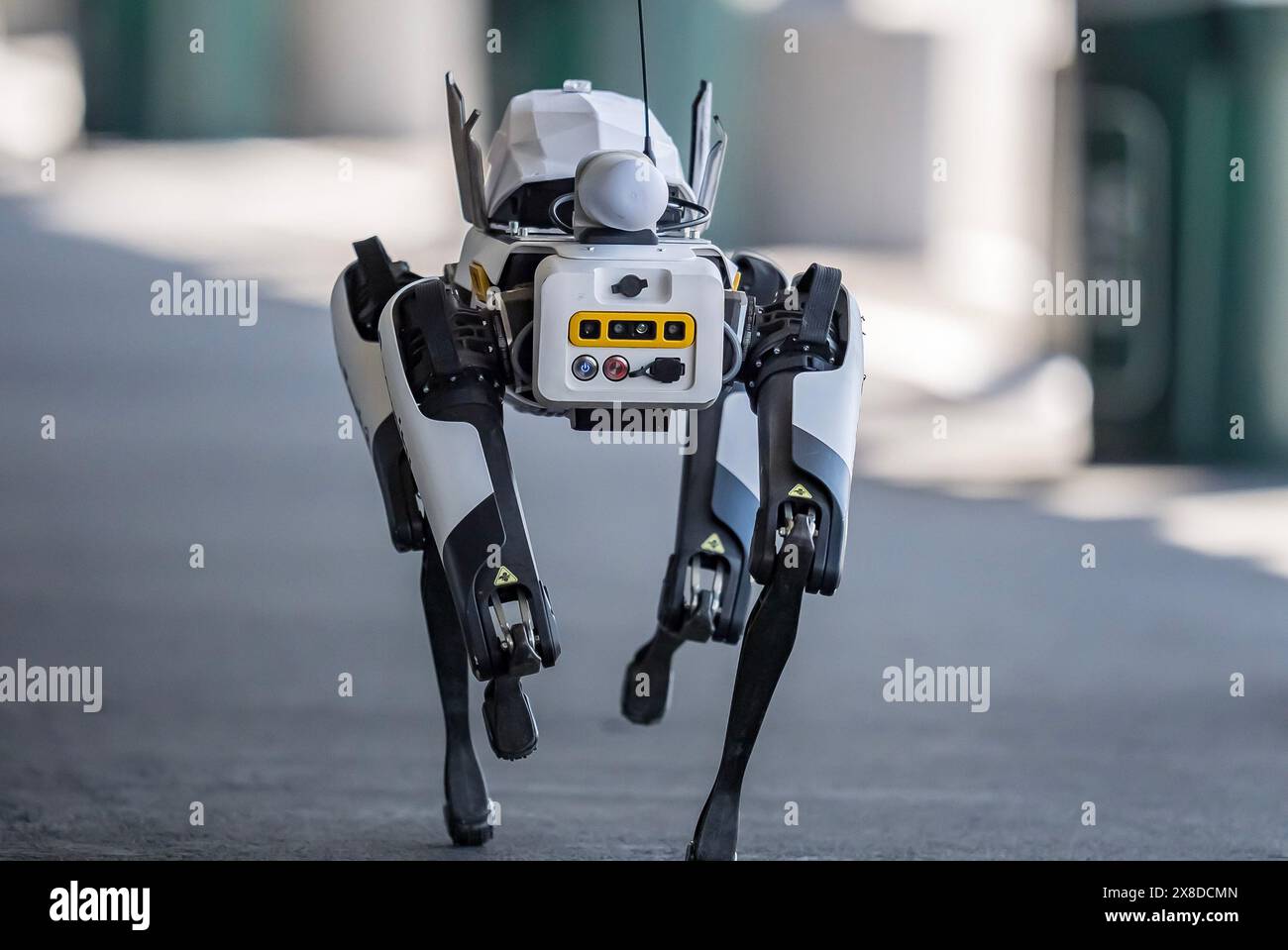 Speedway, In, USA. 24th May, 2024. A robotics drone dog from Asylon ...