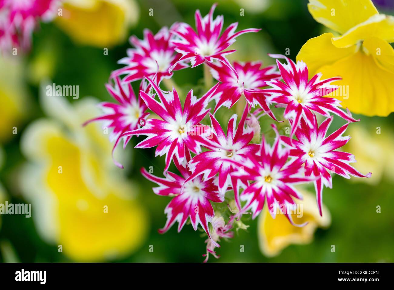 Phlox - Popstars Rose with Eye - (Phlox drummondii) - Asheville, North ...