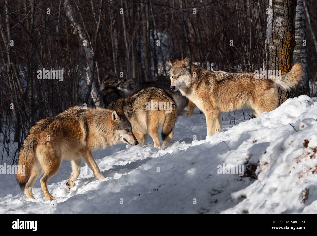 Grey Wolf Pack (Canis lupus) Mingle in the Snow Winter - captive animals Stock Photo - Alamy