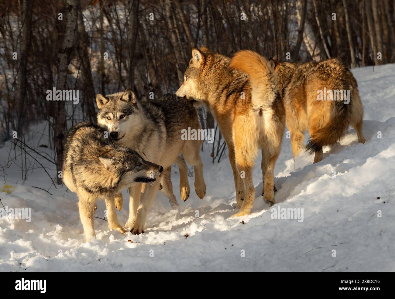 Grey Wolf Pack (Canis lupus) Jump and Stand Together Winter - captive ...